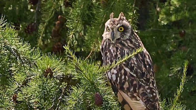 Ушки на макушке