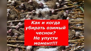 Самые важные условия уборки озимого чеснока #чеснок #уборка #овощи