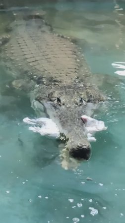 Экодеревушка