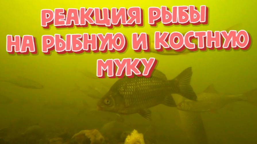 Реакция рыбы на рыбную и костную муку ( подводная съемка)