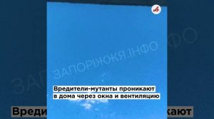 «Настоящий кошмар!»: гигантская саранча атаковала Украину