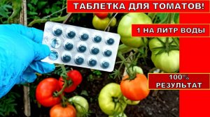 Помидоры наливаются на глазах! Таблетка органики из аптеки для томатов! супер подкормка растений.РУ