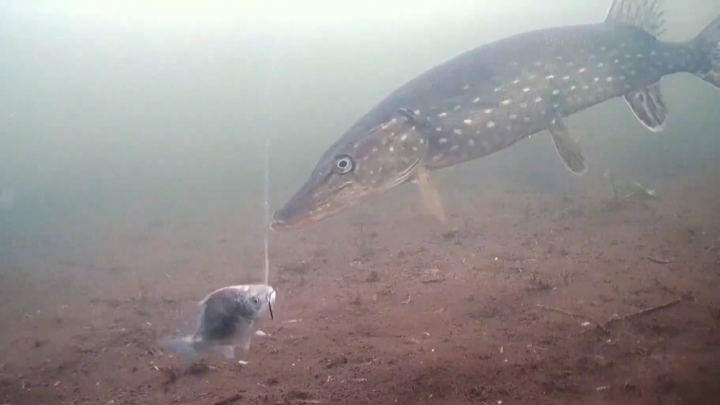 ЩУКА под водой на озере. Реакция щуки на живца под водой 🐠🐋🐟