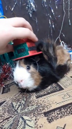 ❄️Новогодний Носик: шапочки для морской свинки ☃️ #christmas #diy #творчество