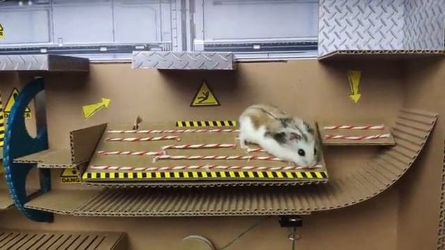 🐹 Милые домашние животные - хомячки среди нас , но с ловушками в лабиринте