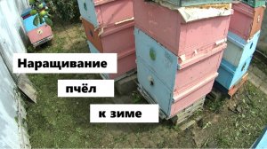 Наращивание пчёл к зиме.