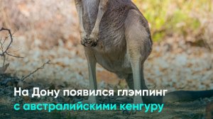 На Дону появился глэмпинг с австралийскими кенгуру