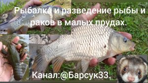 Рыбалка и разведение рыбы и раков в малых прудах.