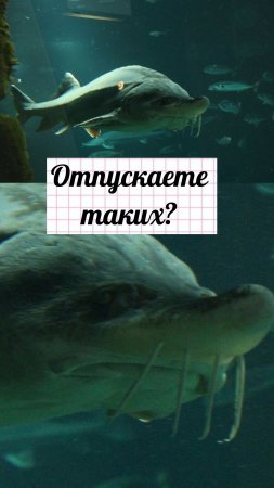 Бывает, клюёт и такая рыба...