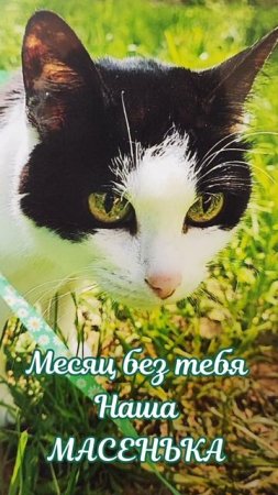 Месяц без тебя... Наша Масенька ❤️🙏🐱