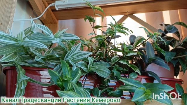 Беспокойная ночь. Переживаю за томаты теплице, как бы не поймать кладоспориоз