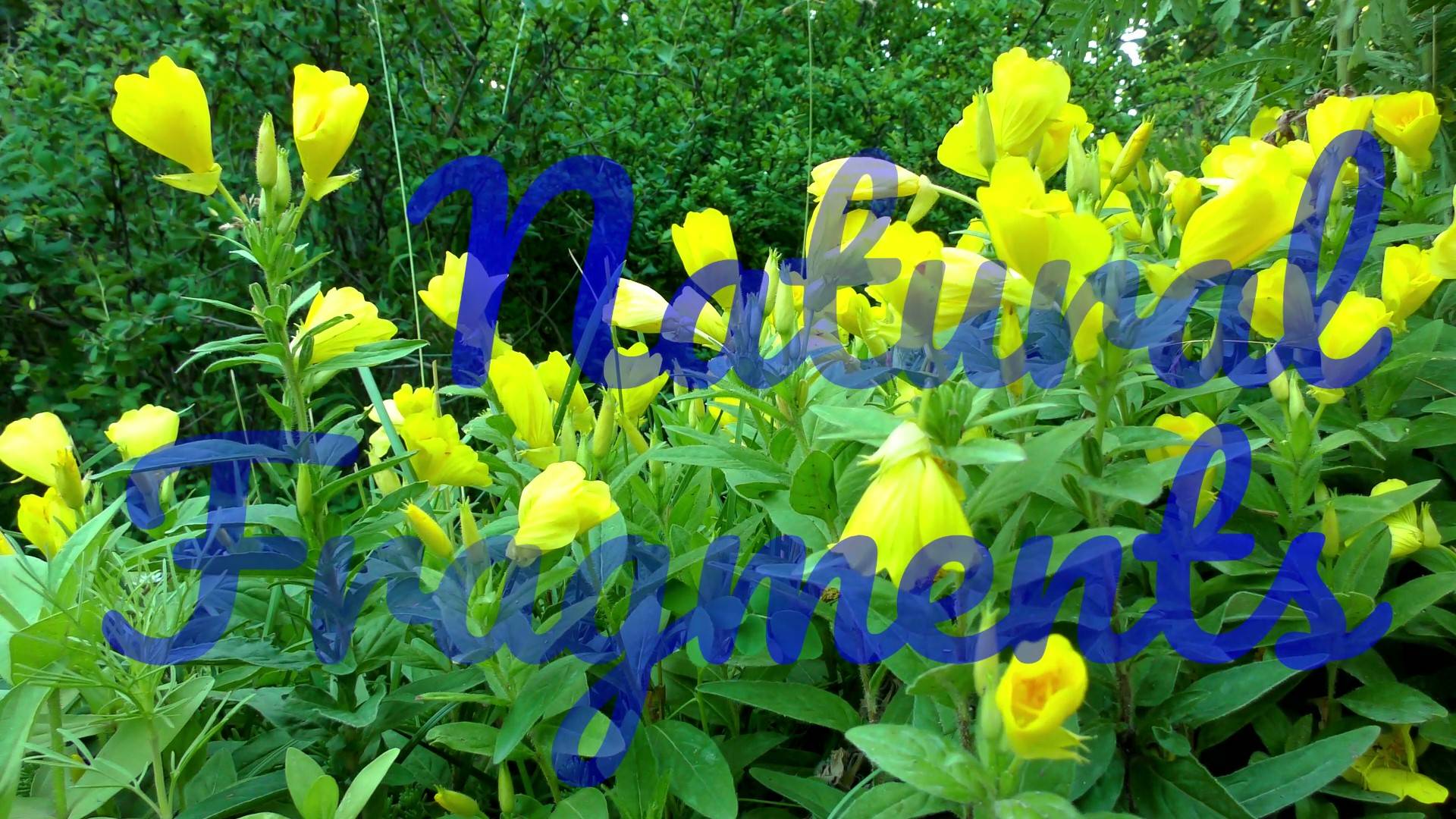 Natural fragments