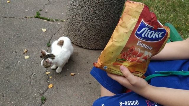 Едят ли кошки чипсы