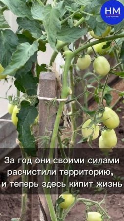 От заброшенного участка — к процветающему хозяйству