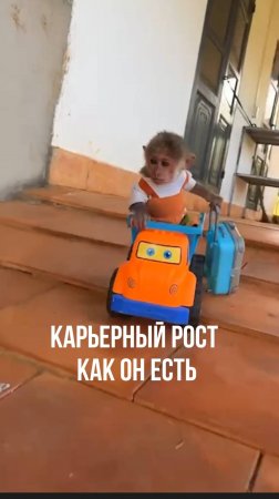 Карьерный рост как он есть