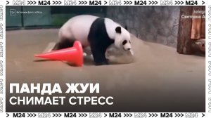 Панда Жуи в Московском зоопарке сняла стресс, играя с пластиковым конусом - Москва 24