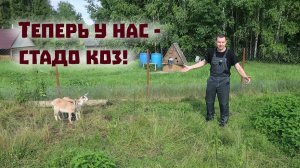 Заводим стадо коз и работаем на советской ферме!
