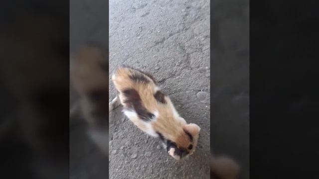 Кошки любят кушать чипсы, а можно ли их им давать