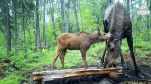 Трогательное видео лосенка с мамой запечатлели в нацпарке "Ленские столбы"