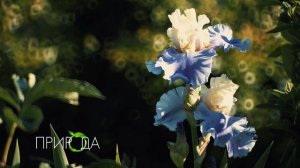 Ирисы, Iridaceae