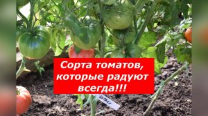 Самые любимые сорта томатов, которые не перестают радовать каждый год #томаты #урожай #теплица