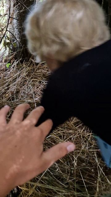 Крутой шалаш в лесу