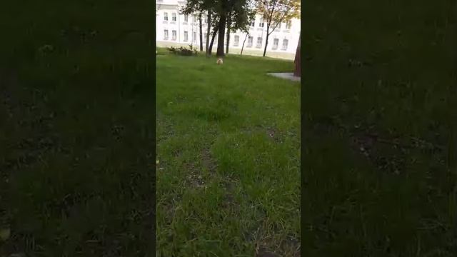 Мы идём гулять с собакой! | 22-июл-2025, 3