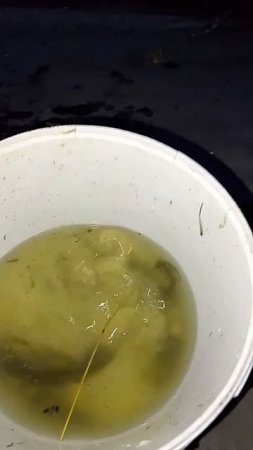 Рыбалка на ура и рыбки для кошек