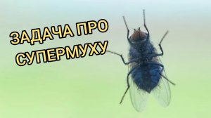 Задача про сумасшедшую муху и велосипедистов