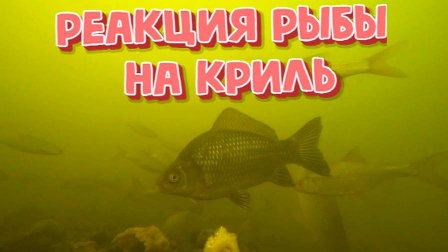 Реакция рыбы на Криль ( подводная съемка )