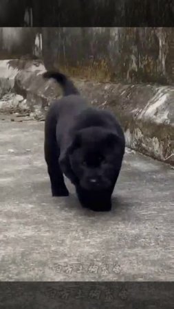 просто красивый щенок.mp4