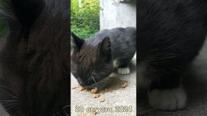 Косой кушает.