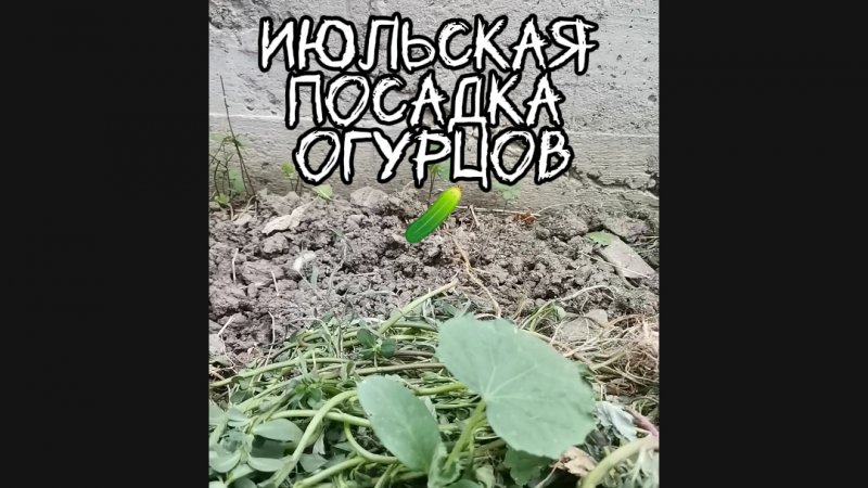 Сажаю огурцы в июле