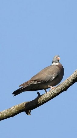дикий голубь Вяхирь самец воркует, наблюдение птиц в Великом Новгороде, 2 июня 2024, голоса птиц
