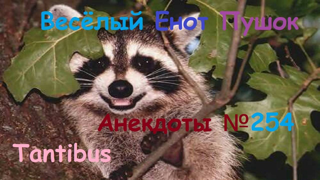Енот пушок рассказывает анекдоты №254