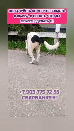 Миле надо к доктору, пожалуйста помогите