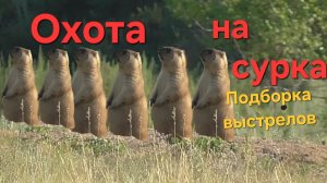 Охота на сурка.Подборка выстрелов от подписчиков