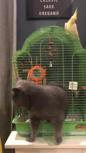 Удивительные животные !!!!