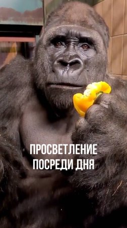Просветление посреди дня