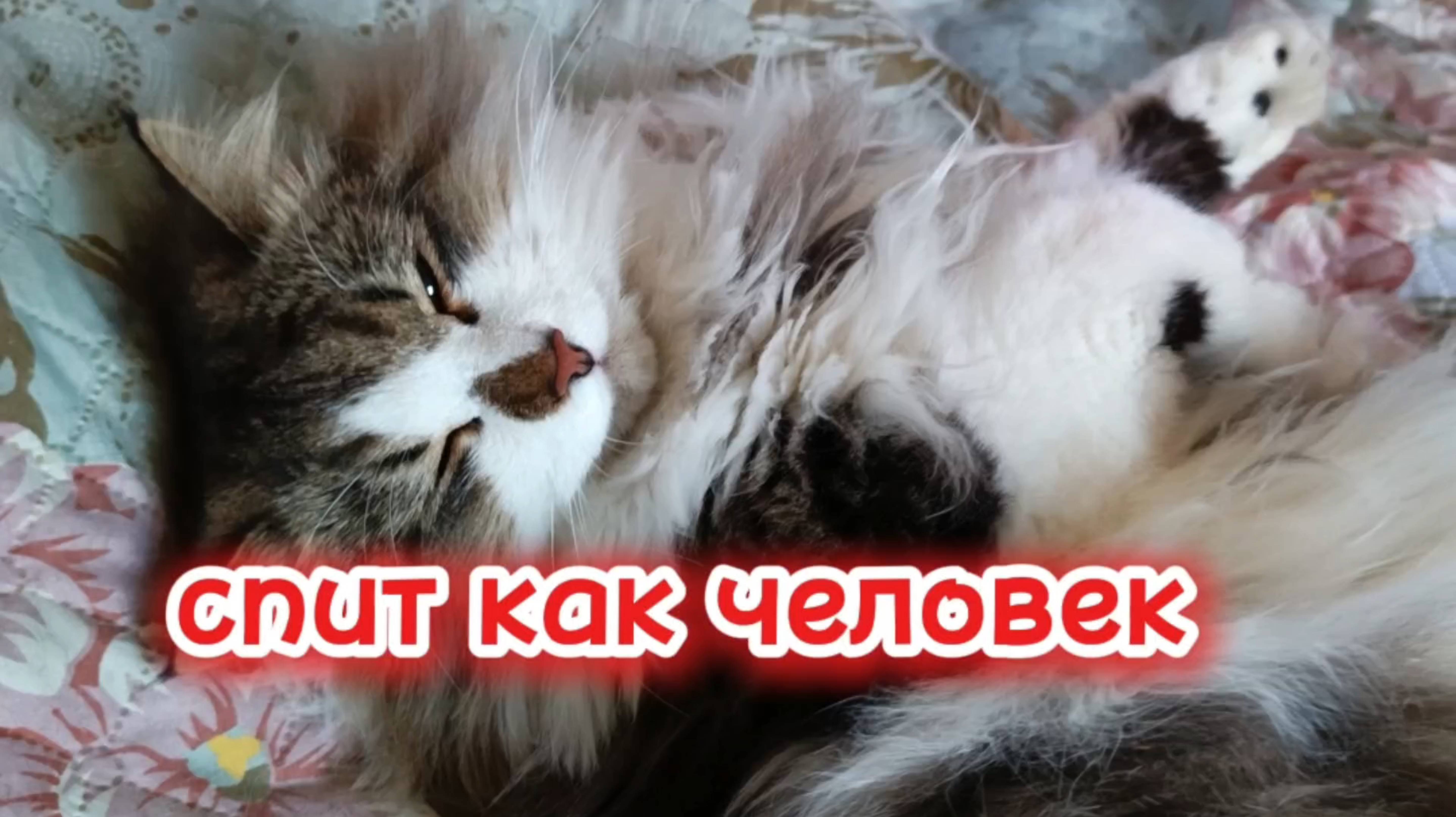 Кот спит как человек.