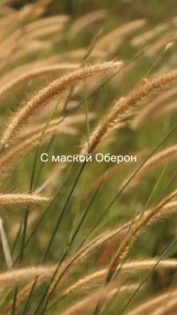 Потрясающая маска от Оберон