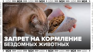 В России могут запретить кормить бездомных животных у жилых домов - Москва 24