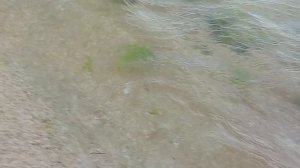 есть ли медузы в море в Крыму? Феодосия прямо сейчас