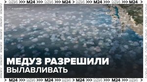 Биологи предложили разрешить вылов медуз в Азовском море - Москва 24