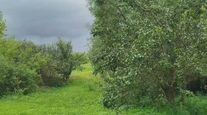 13. Дождь не дает работать. Вишневый компот. Краски неба на закате