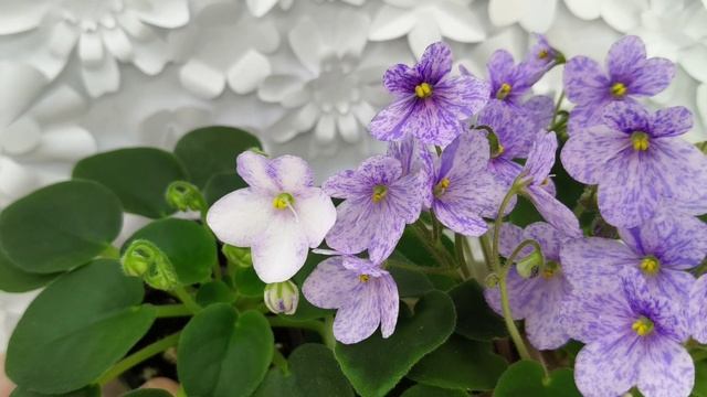 Фиалки трейлеры ГЕА-Весёлый Клоун спорт и сорт