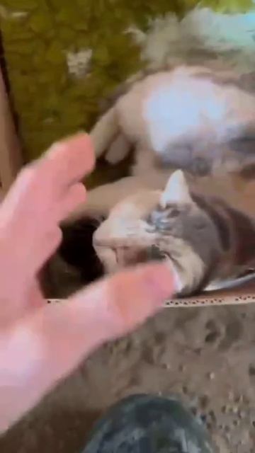 Кото суета