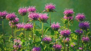 Монарда, Monarda