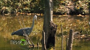 Серая цапля Grey heron