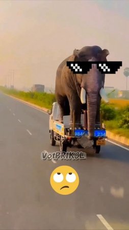 Такого я ещё не видел! 😲 Лучшие приколы